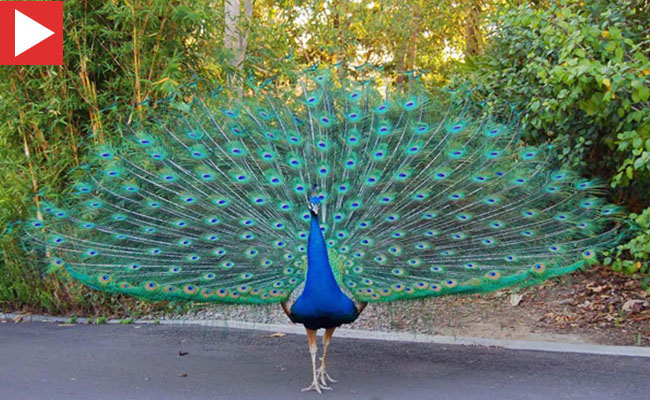 انشا جان بخشی پایه نهم طاووس - انشا باز